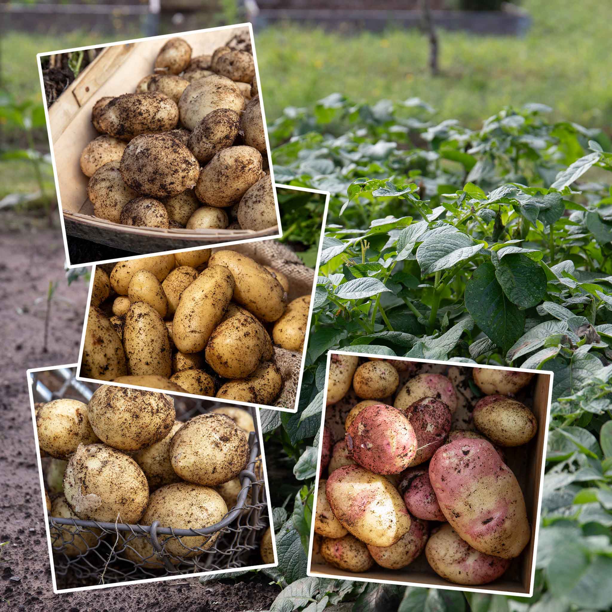 Marshalls Garden Best Selling Potato Collection | Marshalls Garden
