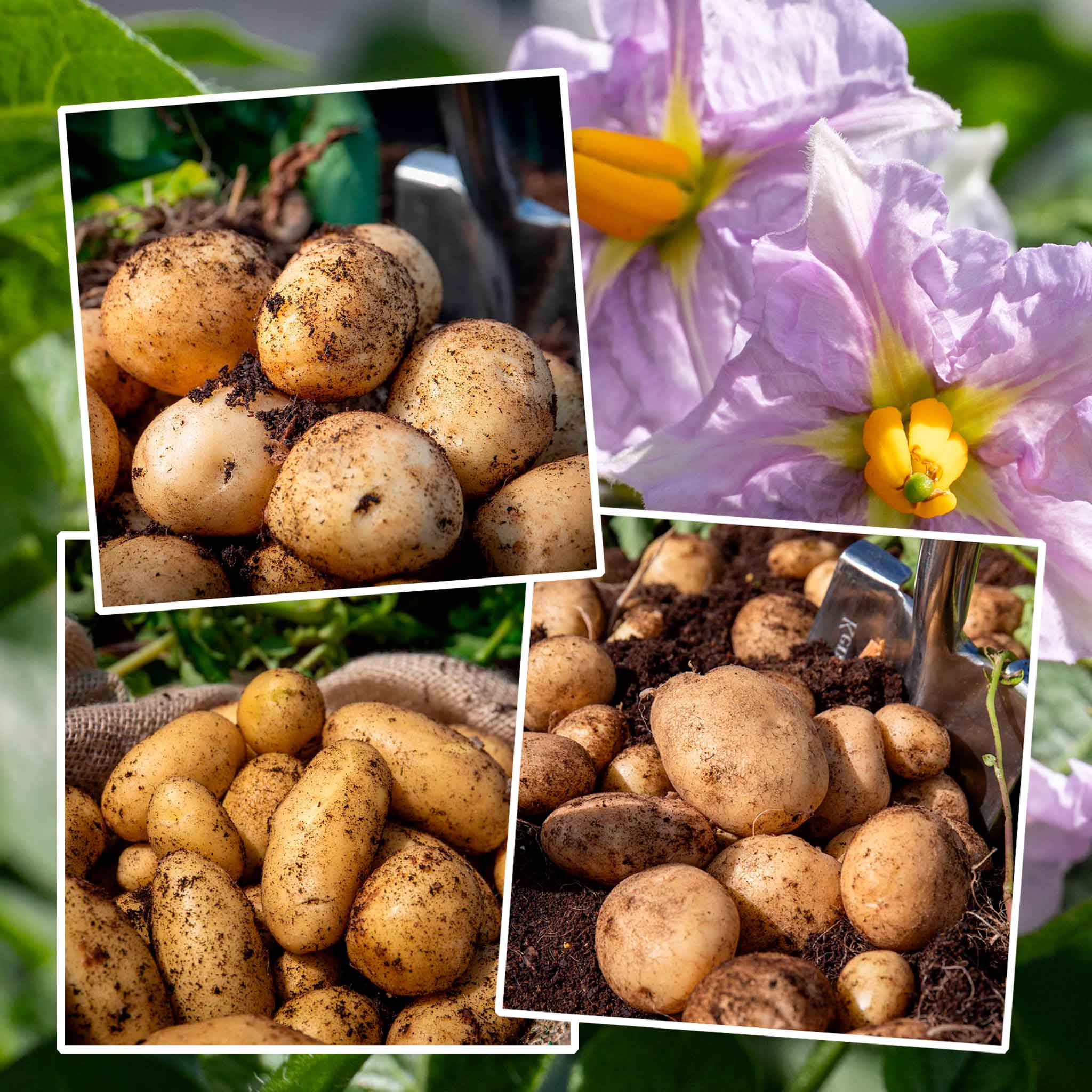 Organic Seed Potato Collection | Marshalls Garden