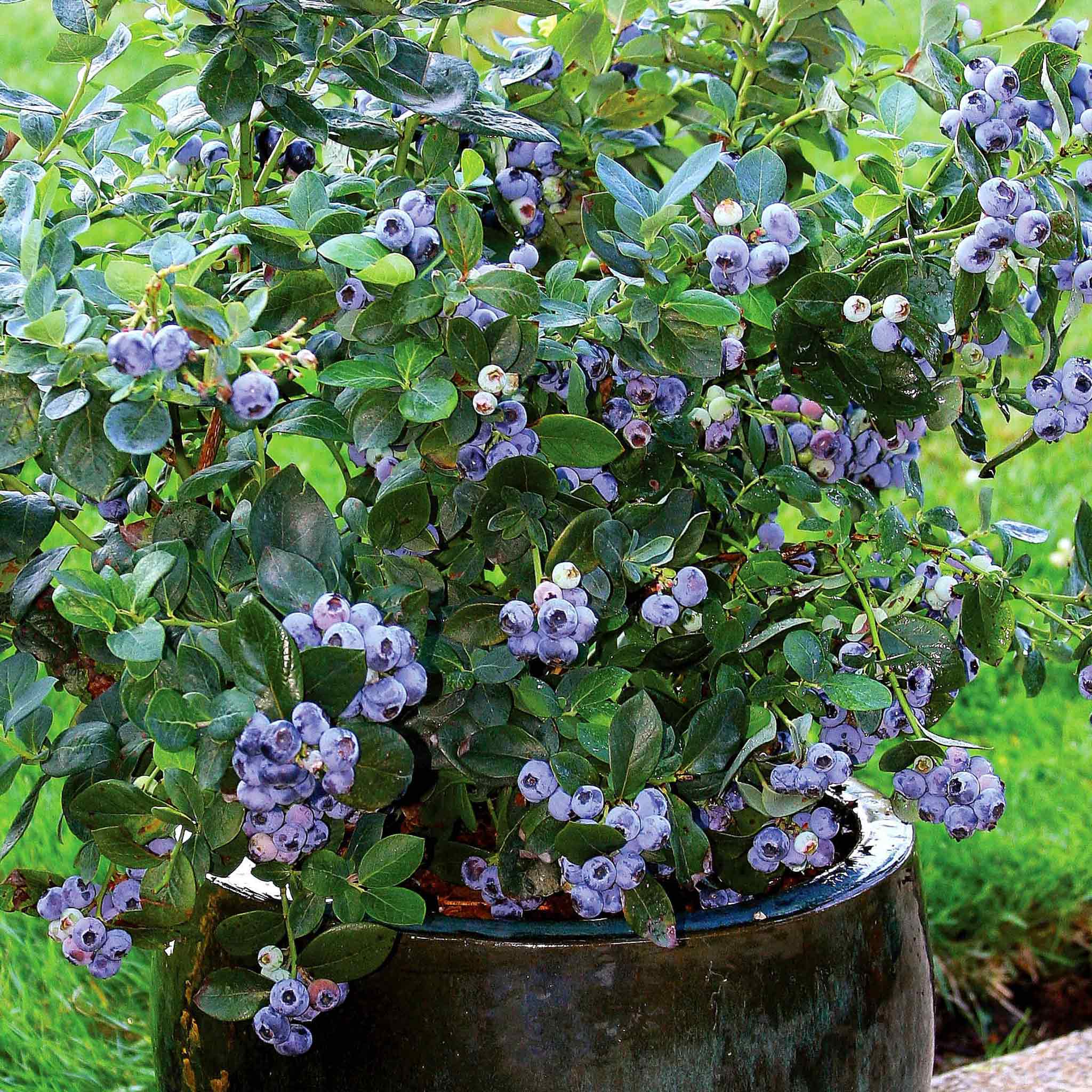 Blueberry Plant 'Northcountry' | Marshalls Garden