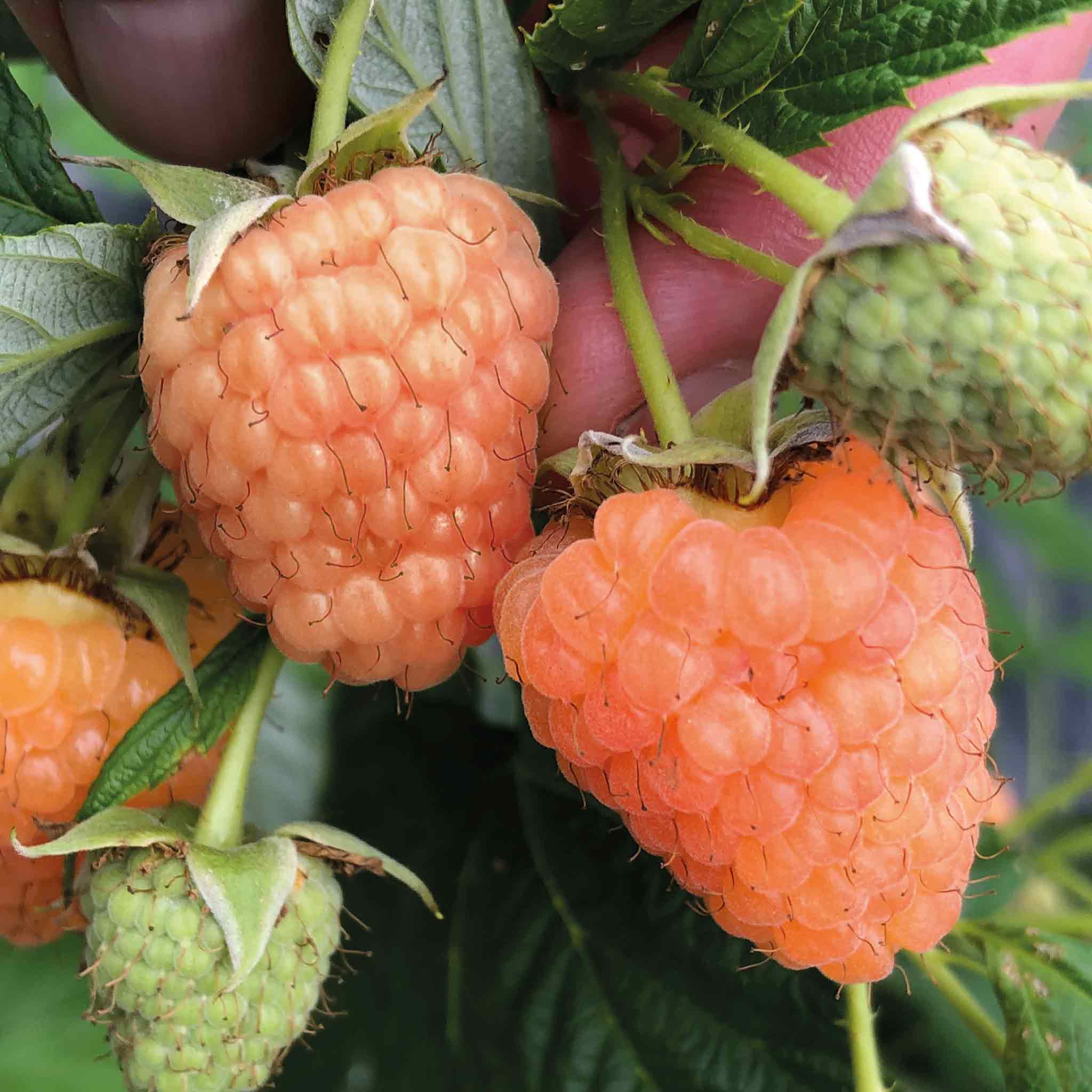 Raspberry Plant Summer Lovers 'Garden Apricot' | Marshalls Garden