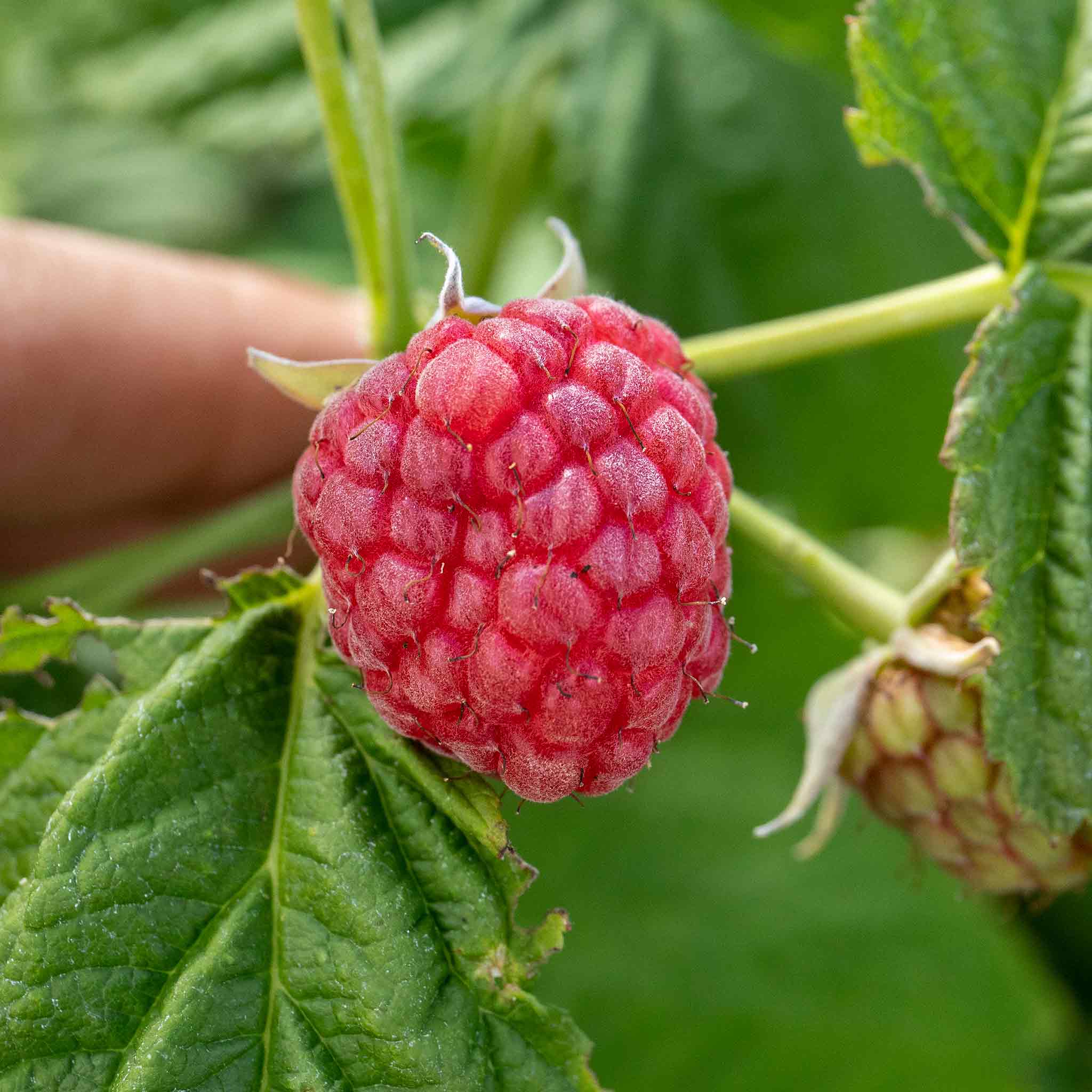 Raspberry Plant 'Joan J' | Marshalls Garden