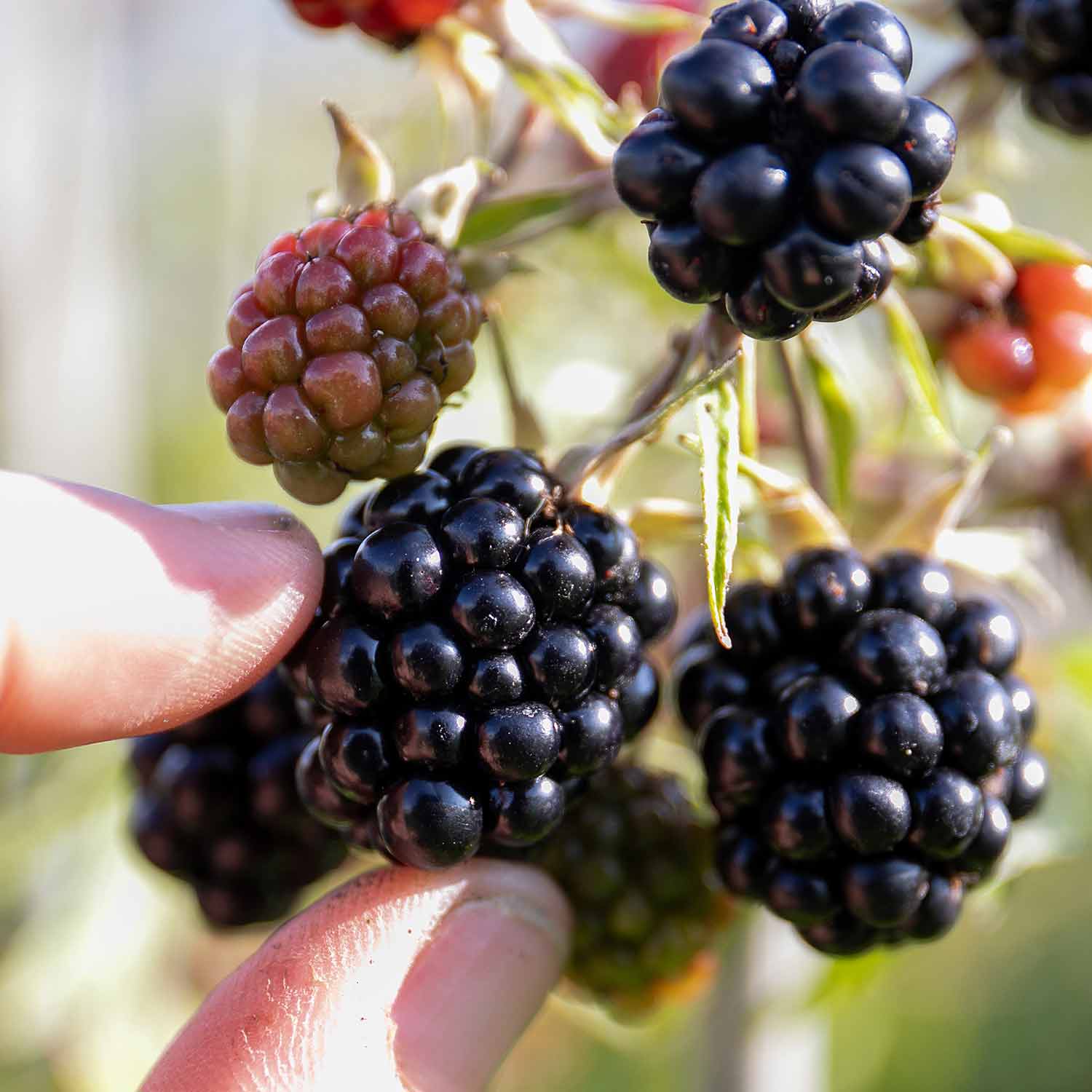 Blackberry Plant 'Loch Tay' | Marshalls Garden