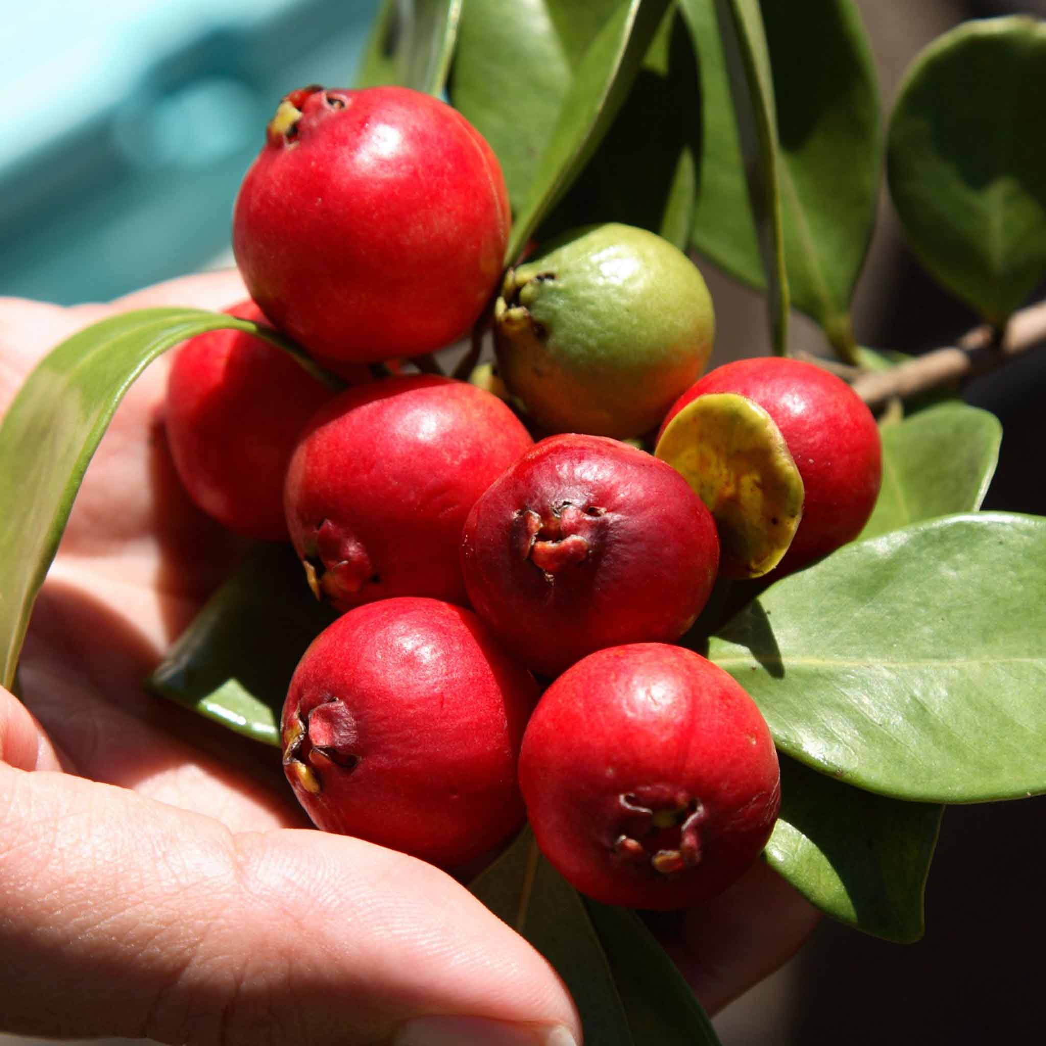 Pineapple Guava Tree | Marshalls Garden