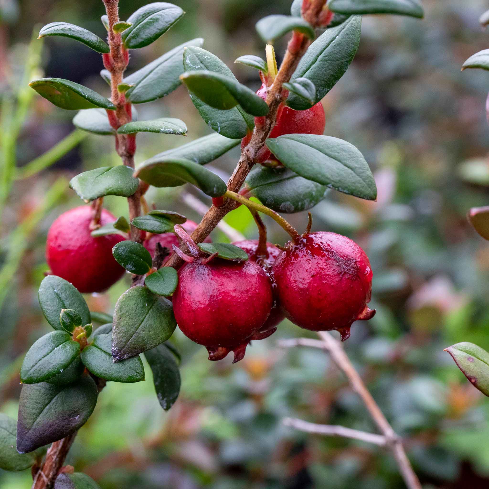 Chilean Guava Plant | Marshalls Garden