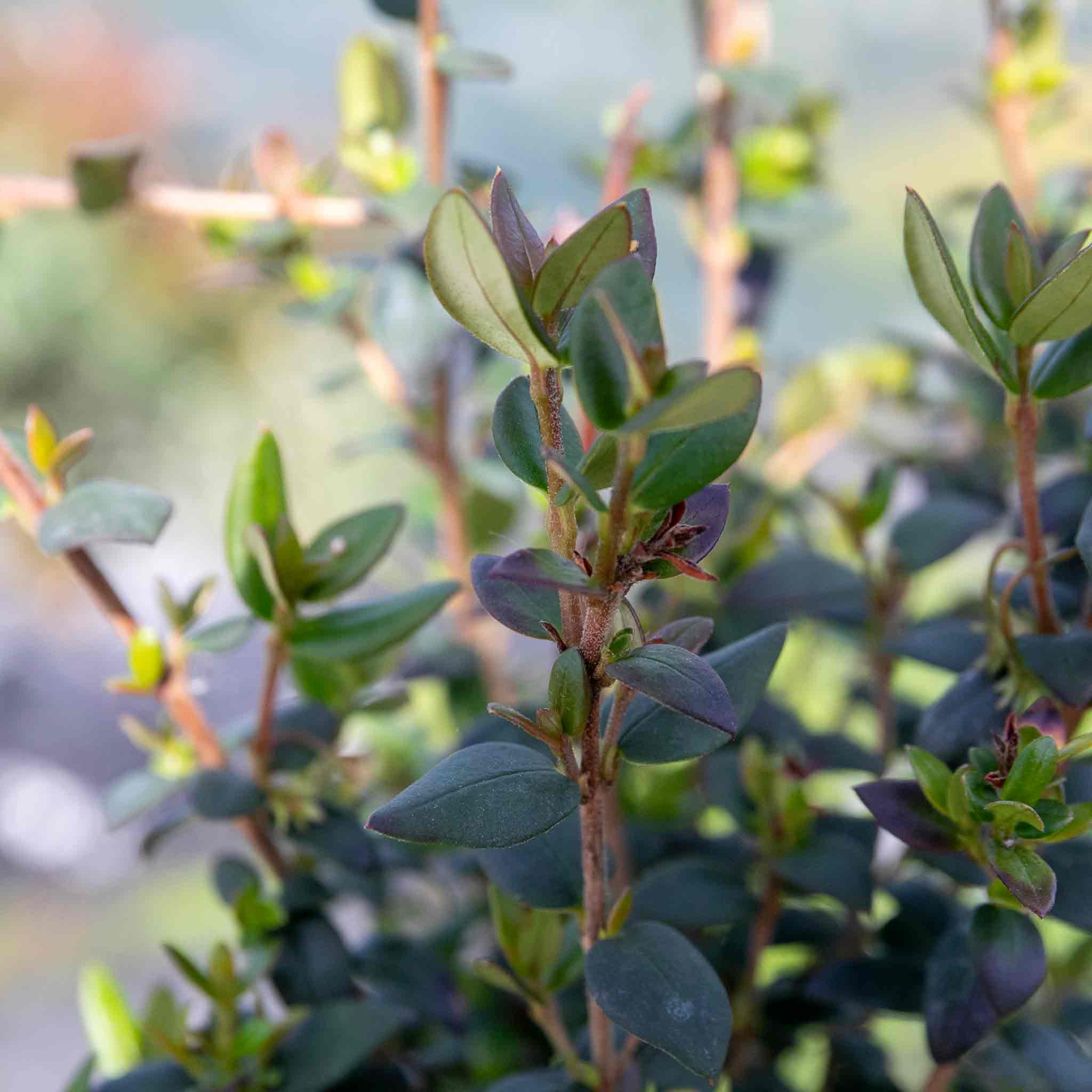 Chilean Guava Tree | Marshalls Garden