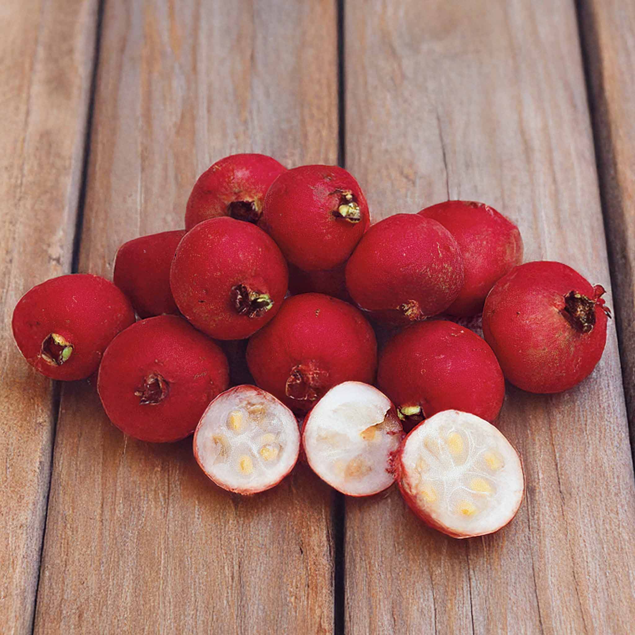 Chilean Guava Tree | Marshalls Garden