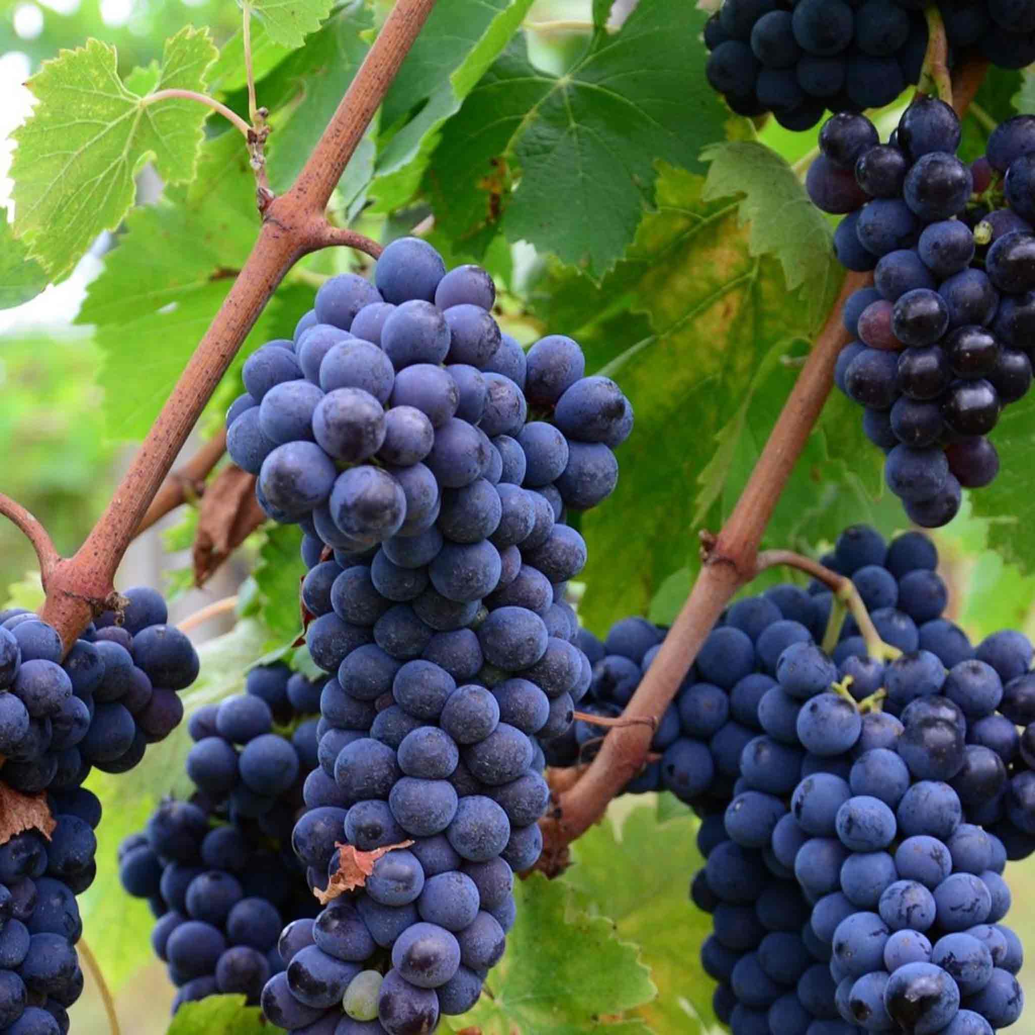 Grape Vine Tree 'Strawberry Fragola Red' | Marshalls Garden