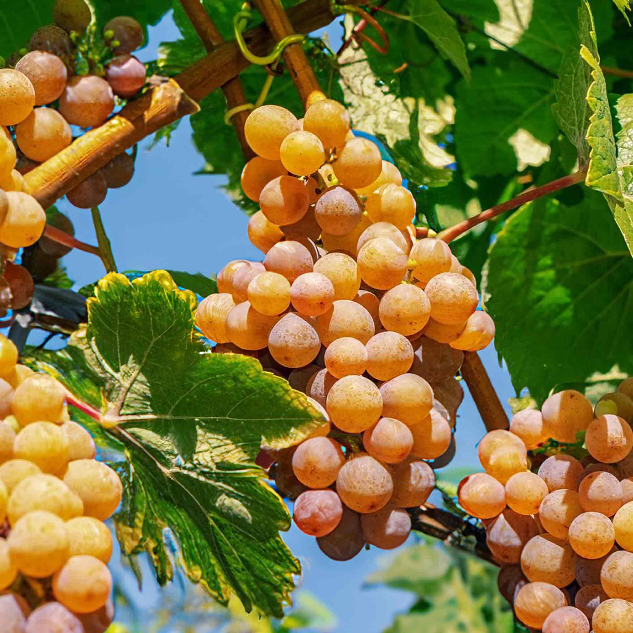 Grape Vine 'Strawberry Fragola White' | Marshalls Garden
