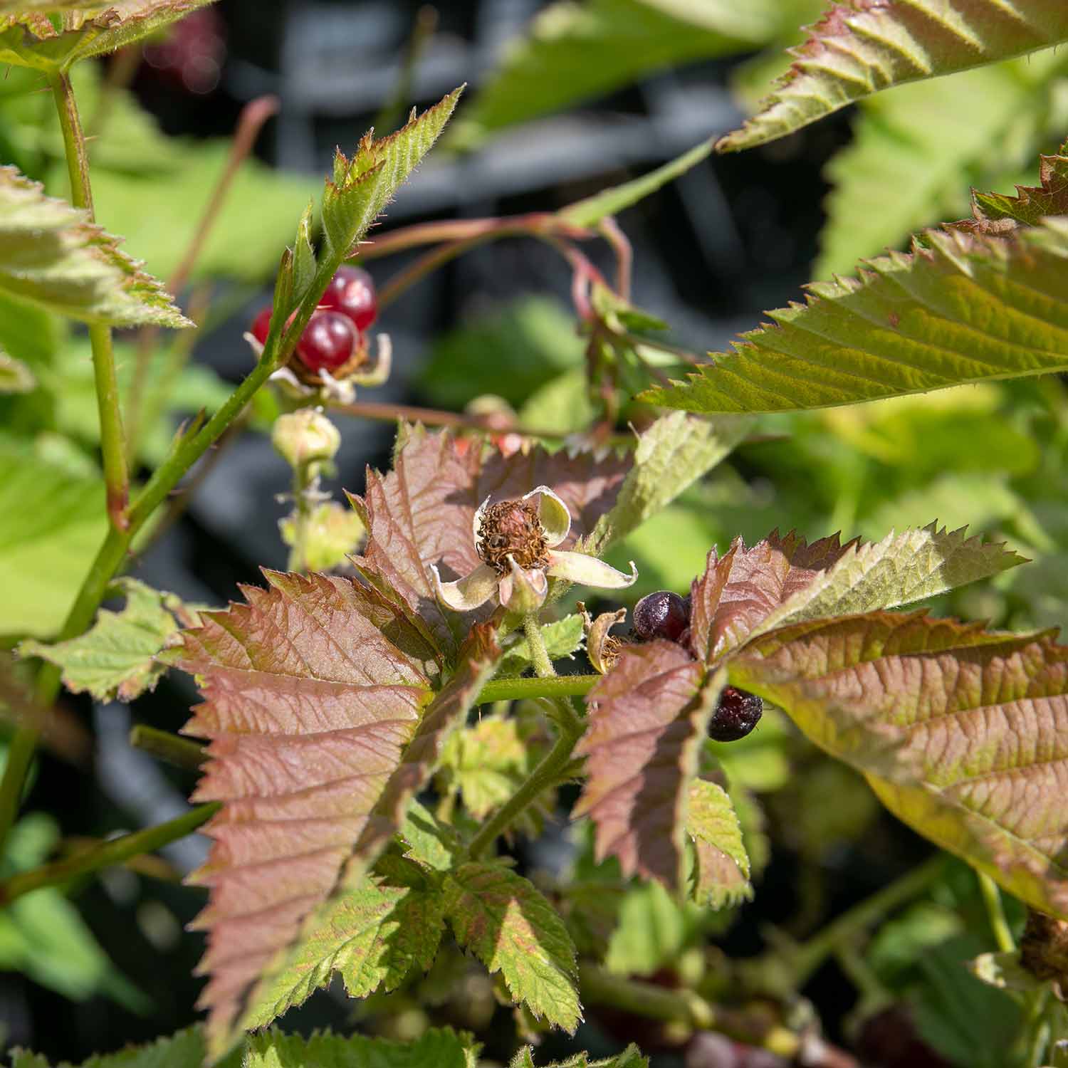 Boysenberry Plant | Buy Boysenberry Plants Online | Boysenberry Plants ...