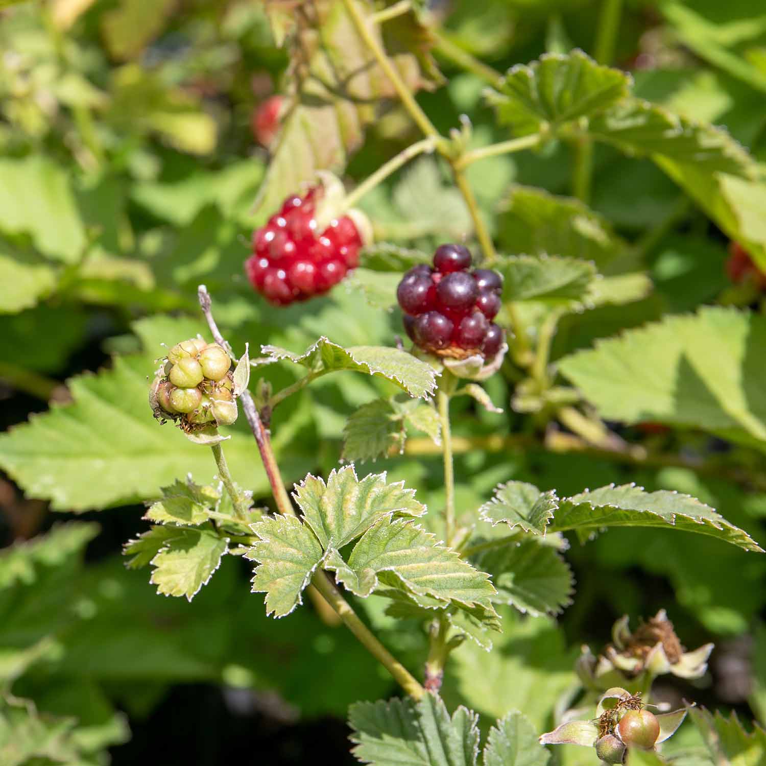 Boysenberry Plant | Buy Boysenberry Plants Online | Boysenberry Plants ...
