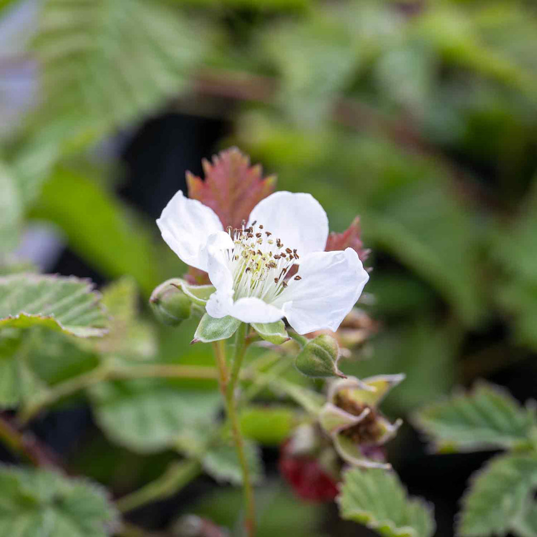 Boysenberry Plant | Buy Boysenberry Plants Online | Boysenberry Plants ...