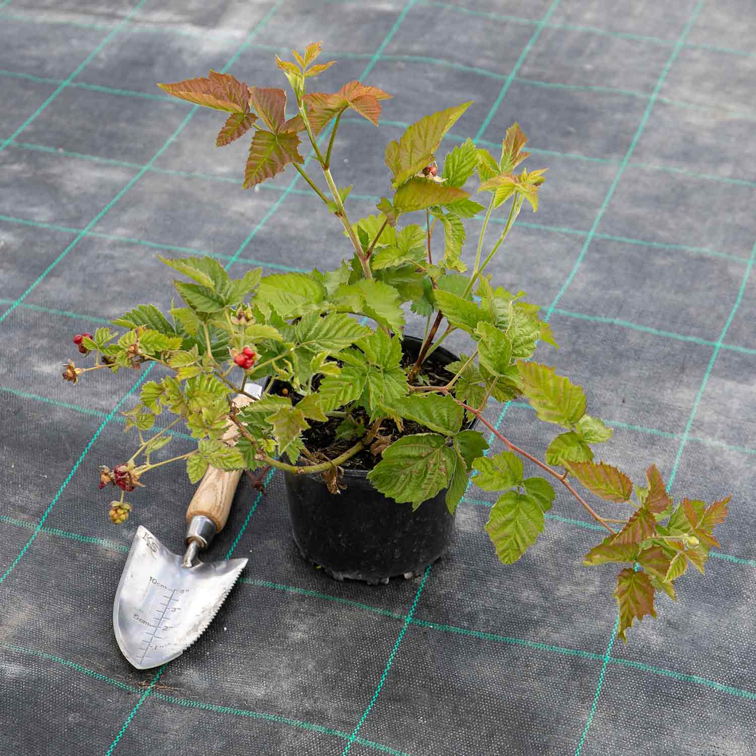 Boysenberry Plant | Buy Boysenberry Plants Online | Boysenberry Plants ...