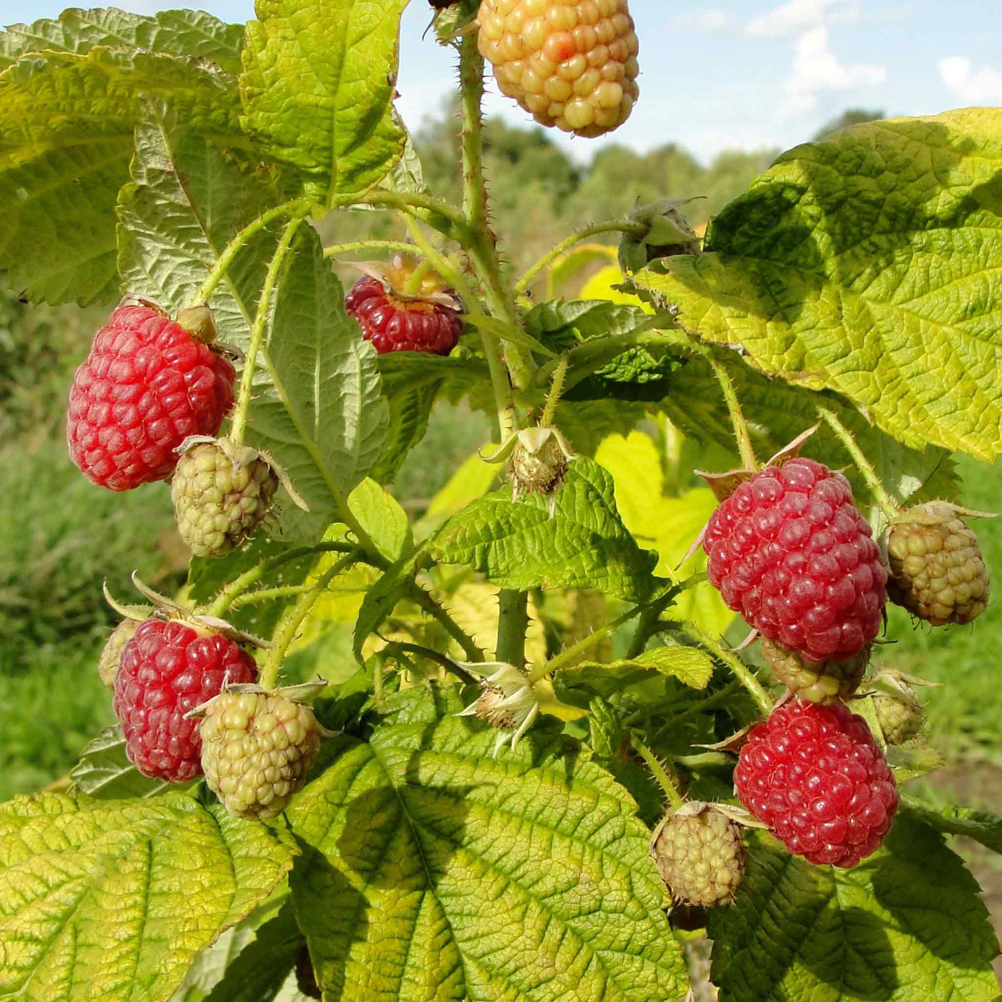 Raspberry Plant 'Groovy' | Marshalls Garden