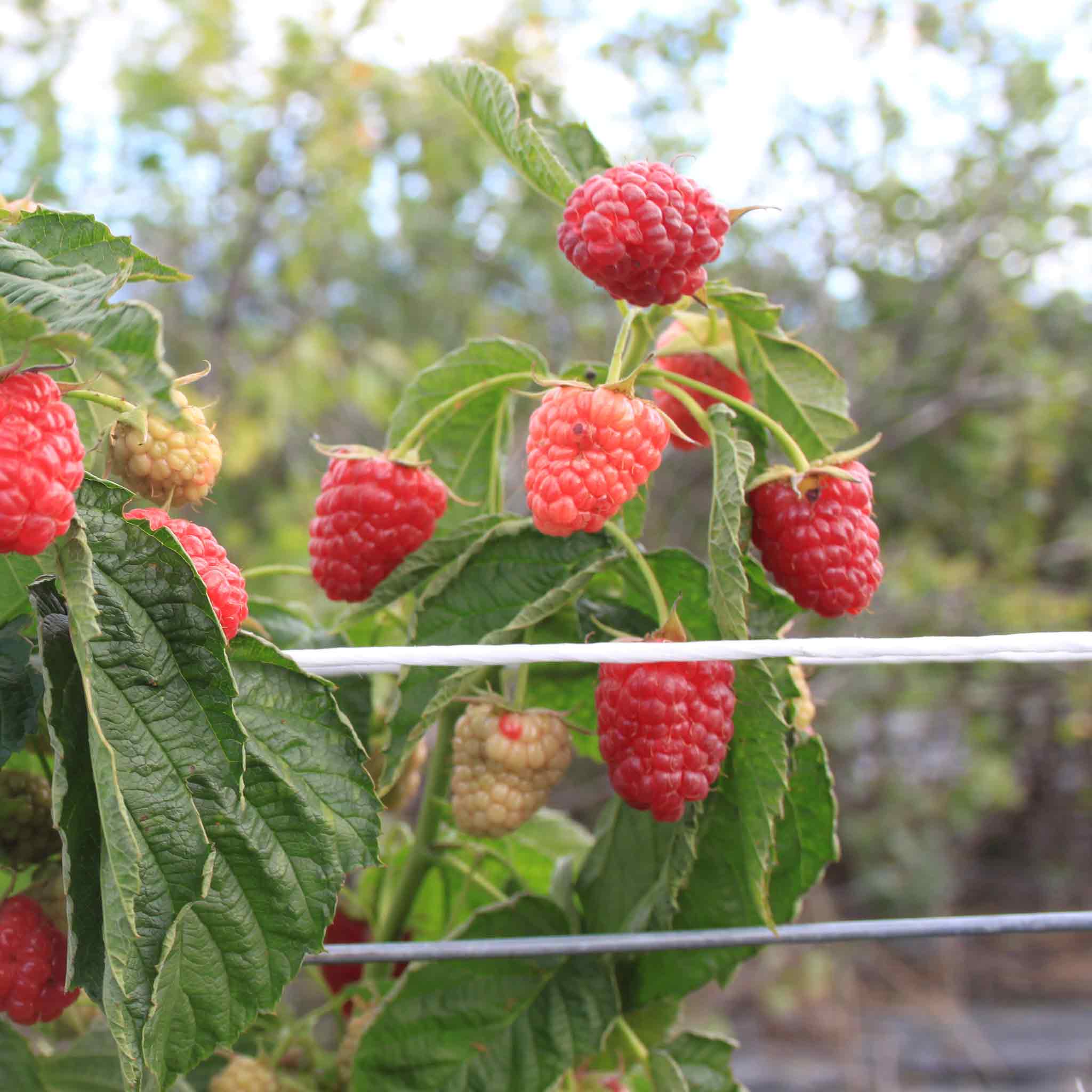 Raspberry Plant 'Lowberry Raspberry Little Sweet Sister' | Marshalls Garden