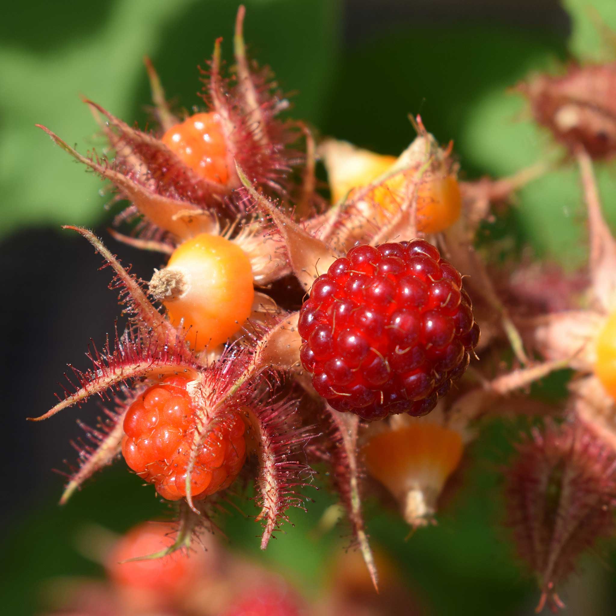 Japanese Wineberry Plant | Marshalls Garden