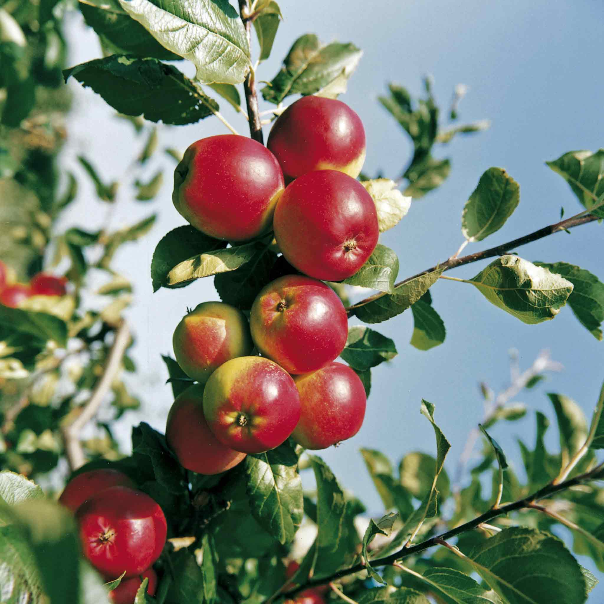 Apple Tree 'Red Falstaff' | Marshalls Garden