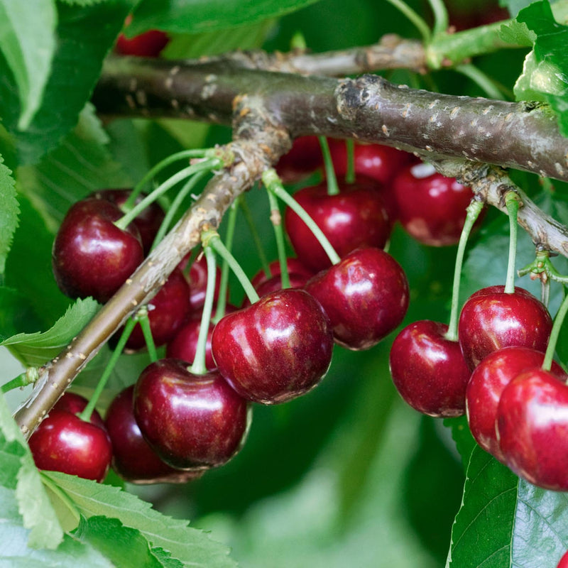 Cherry 'Van' Mini Espalier - 5L Potted Tree | Buy Cherry Tree Online ...