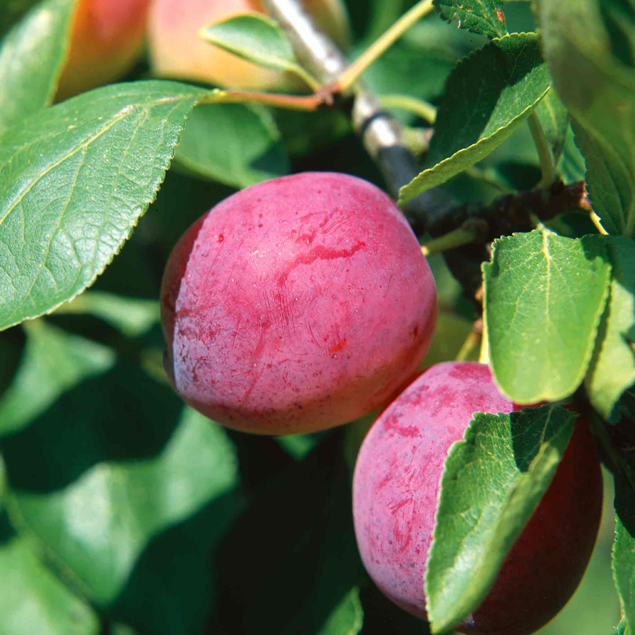 Patio Plum Tree 'Opal' | Marshalls Garden