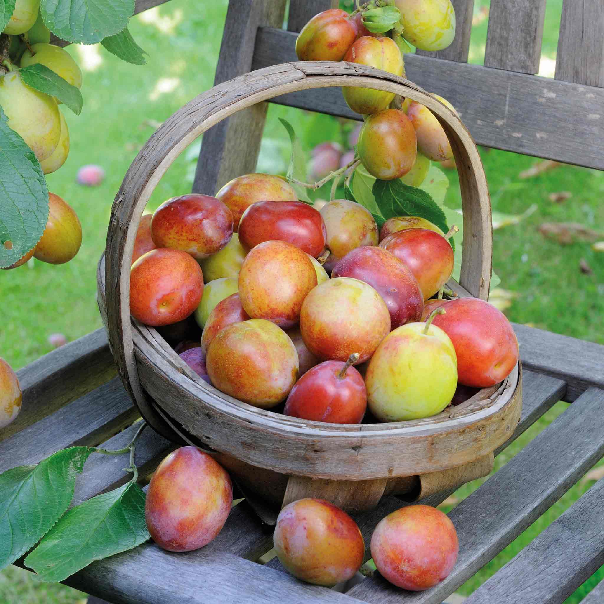 Plum Tree 'Victoria' | Marshalls Garden