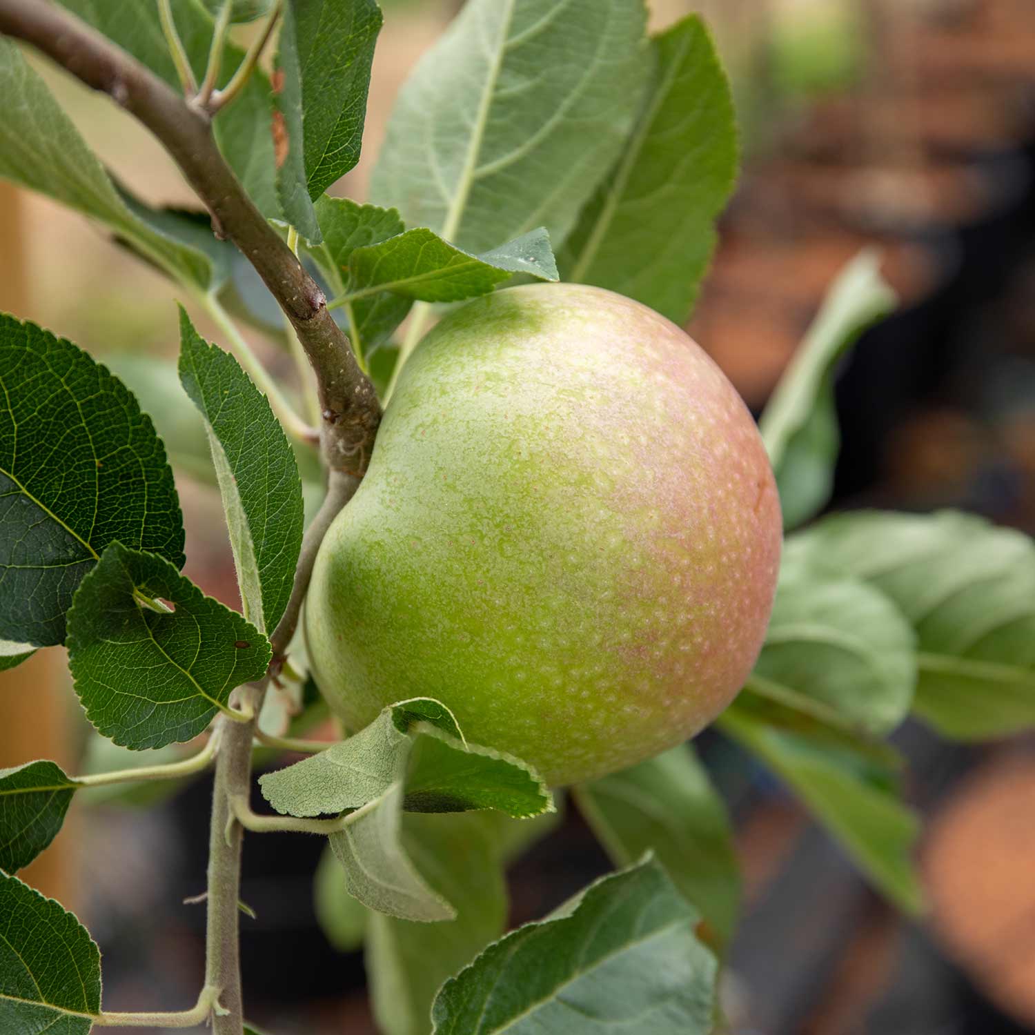 Apple Tree 'Discovery' | Marshalls Garden