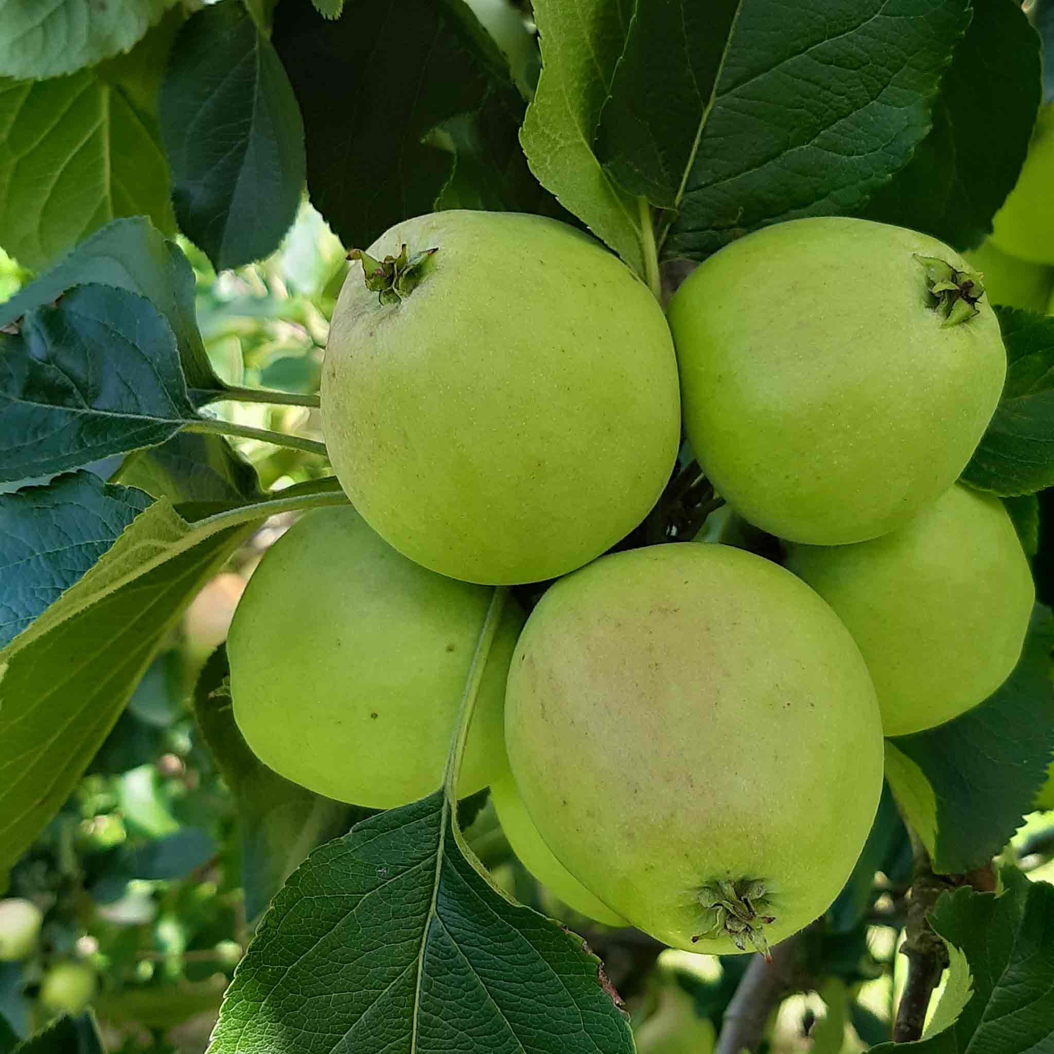 Cider Apple Tree 'Yarlington Mill' | Marshalls Garden