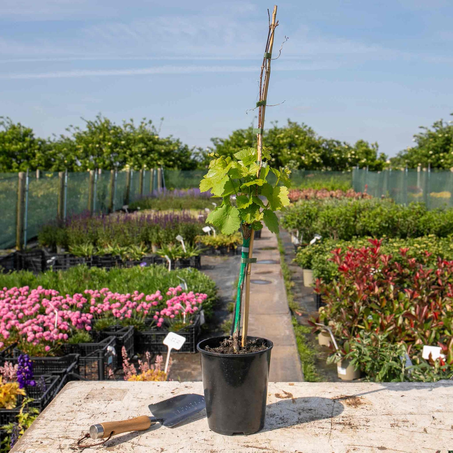 Grape Vine Phoenix Plant 3ltr pot | Marshalls Garden