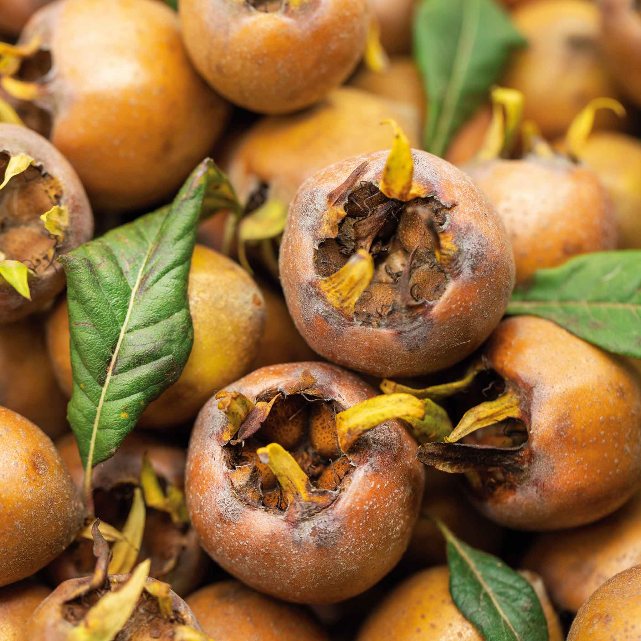 Medlar Tree 'Royal' | Marshalls Garden