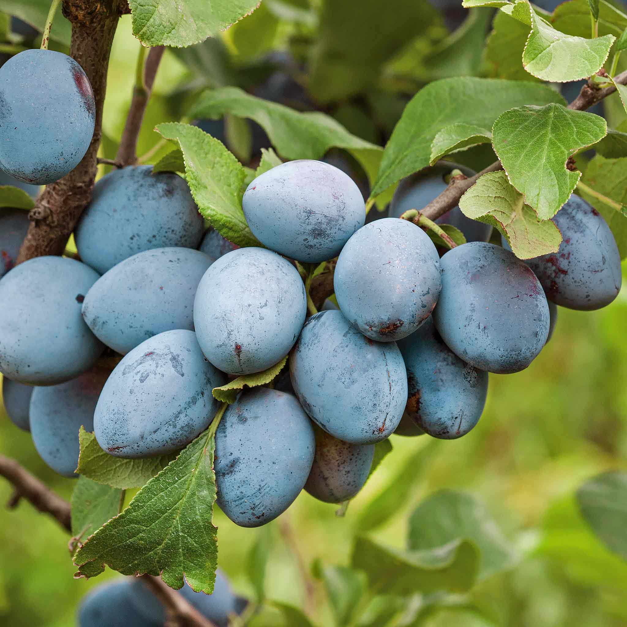 Plum Tree 'Shropshire Prune Damson' | Marshalls Garden