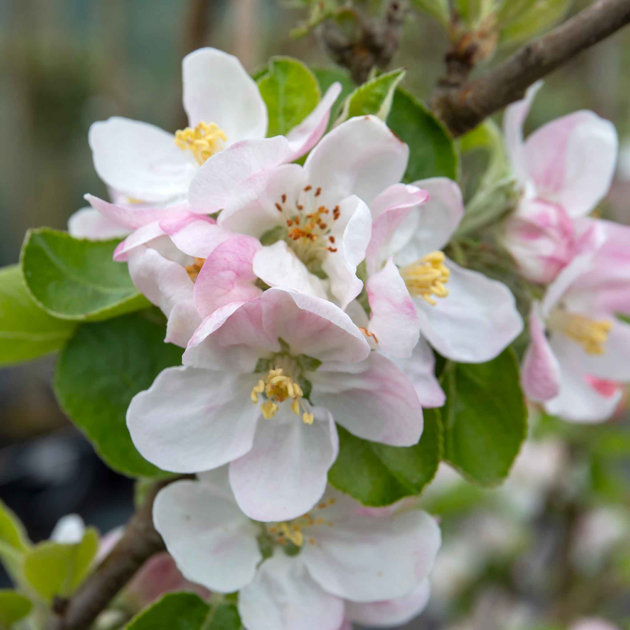 Apple Tree 'Grenadier' | Marshalls Garden