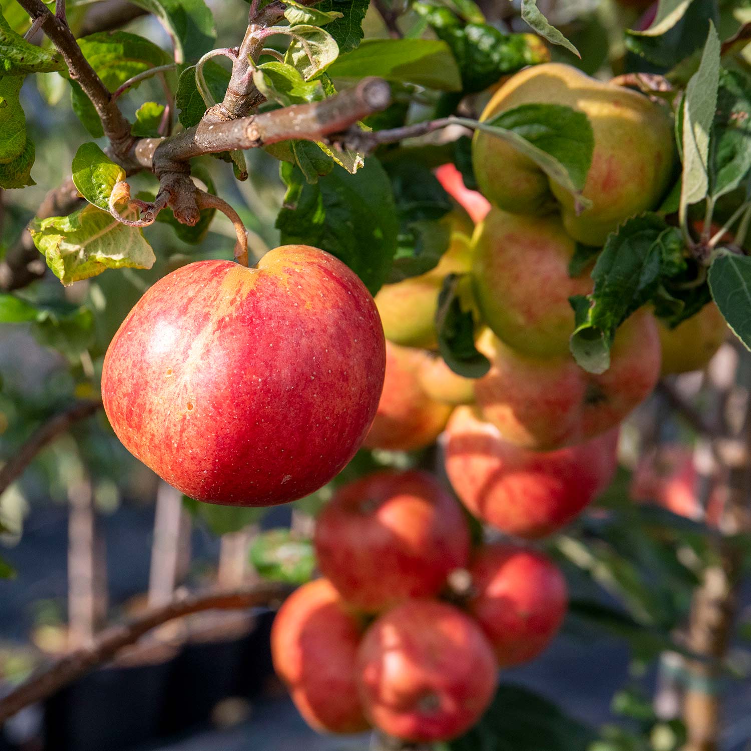 Apple Tree 'Little Pax' | Marshalls Garden