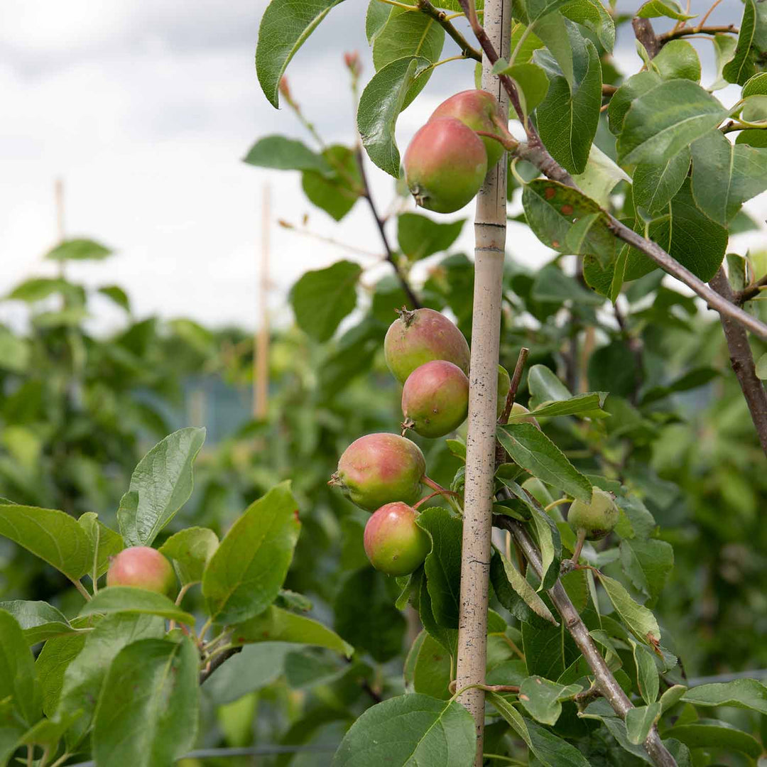 Buy Little Pax Apple - 10L Tree Online | Marshalls – Marshalls Garden