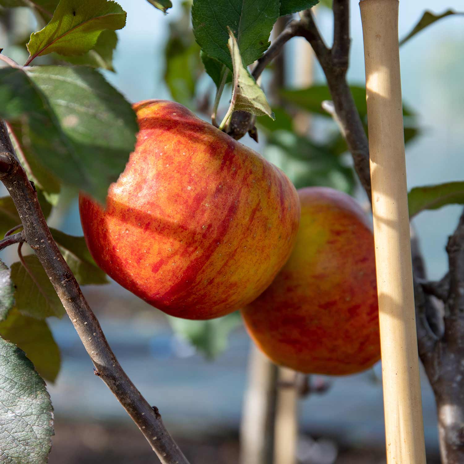 Apple Tree 'Pixie' | Marshalls Garden