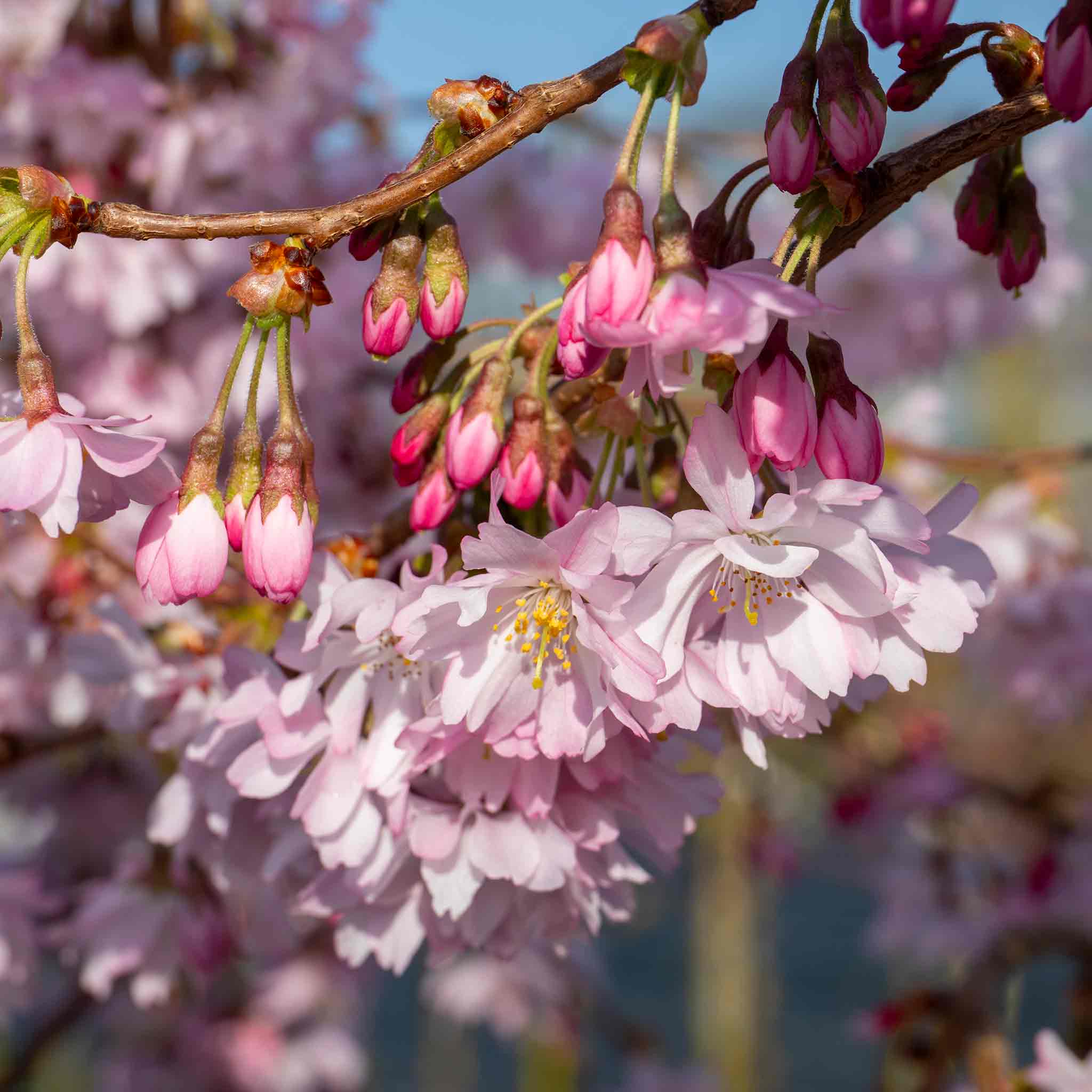 Cherry Prunus Autumnalis Rosea Tree - 10Ltr Potted Tree | Marshalls Garden