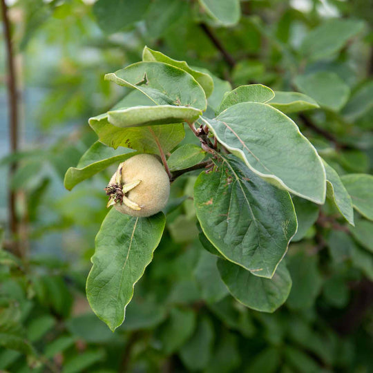 Buy Quince Serbian Gold - 10L Tree Online | Marshalls – Marshalls Garden
