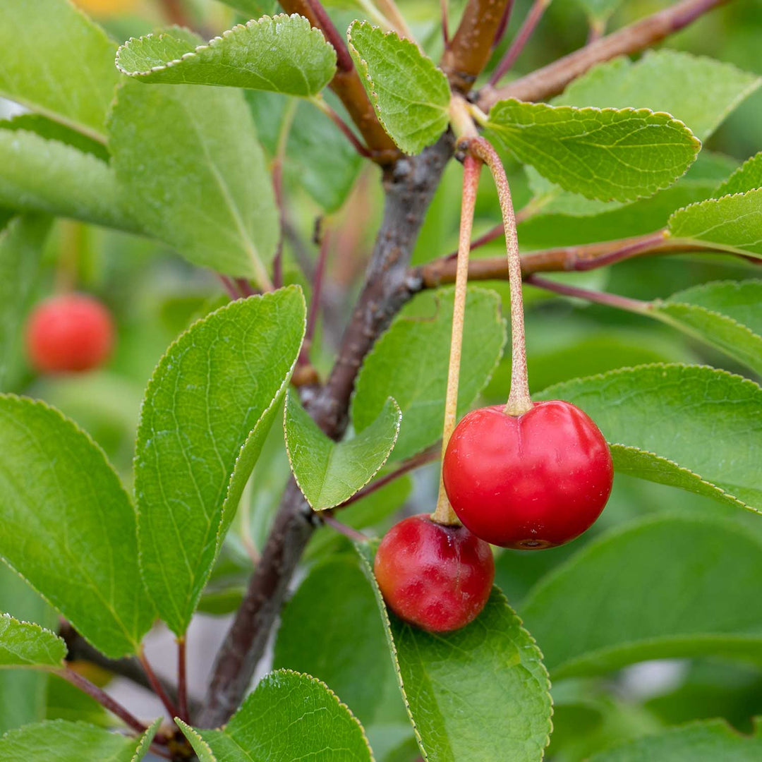 Cherry Bush 'Athos' | Buy Cherry Trees Online | Fruit Trees for Sale ...