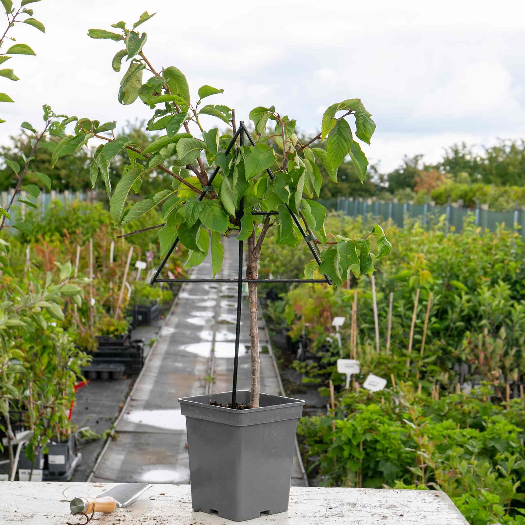 Patio Cherry Tree 'Van' | Marshalls Garden