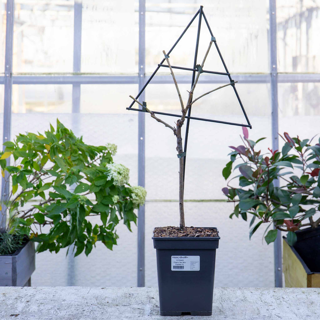 Patio Cherry Tree 'Van' | Marshalls Garden