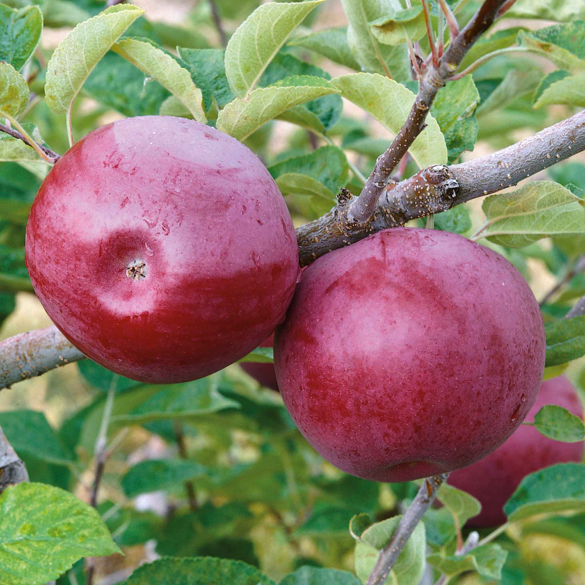 Apple Tree 'Mcintosh' | Marshalls Garden