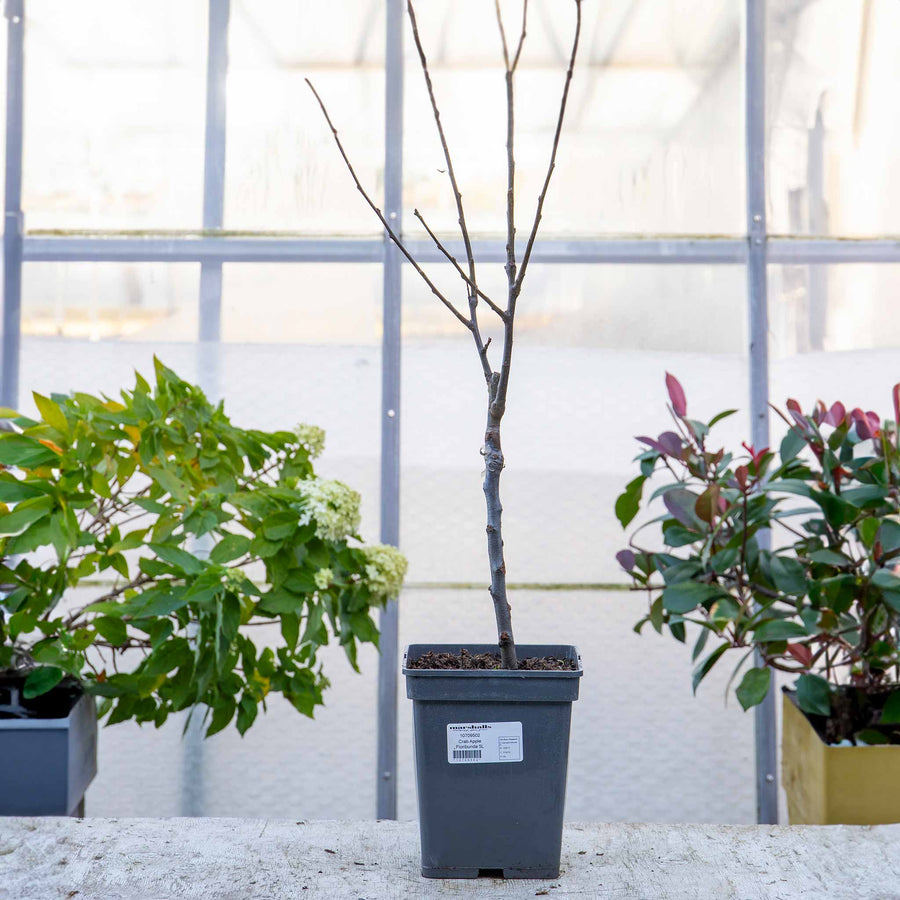 Patio Crab Apple Tree (Dwarf) Malus x Floribunda - 5L Plant | Buy Crab ...
