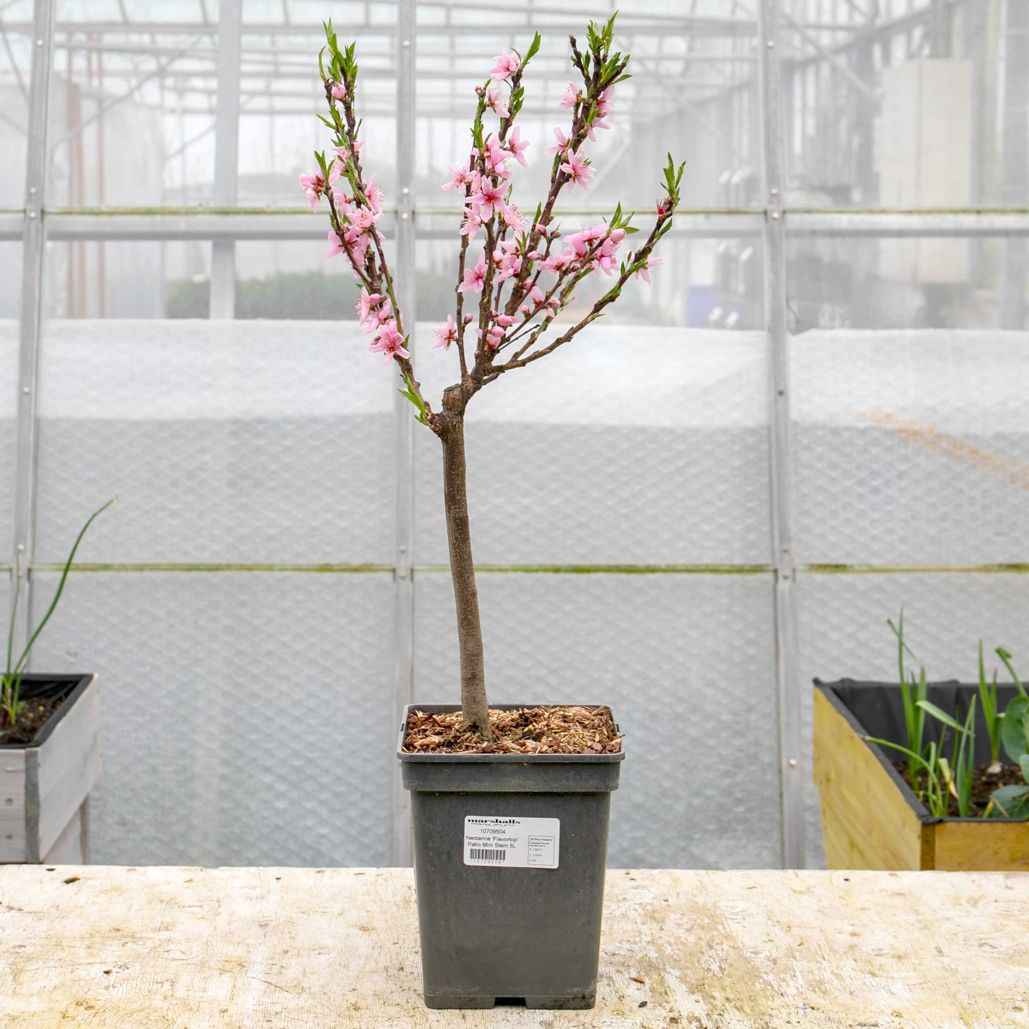 Peach Patio Tree | Buy Peach Patio Tree Online | Peach Patio Tree for ...