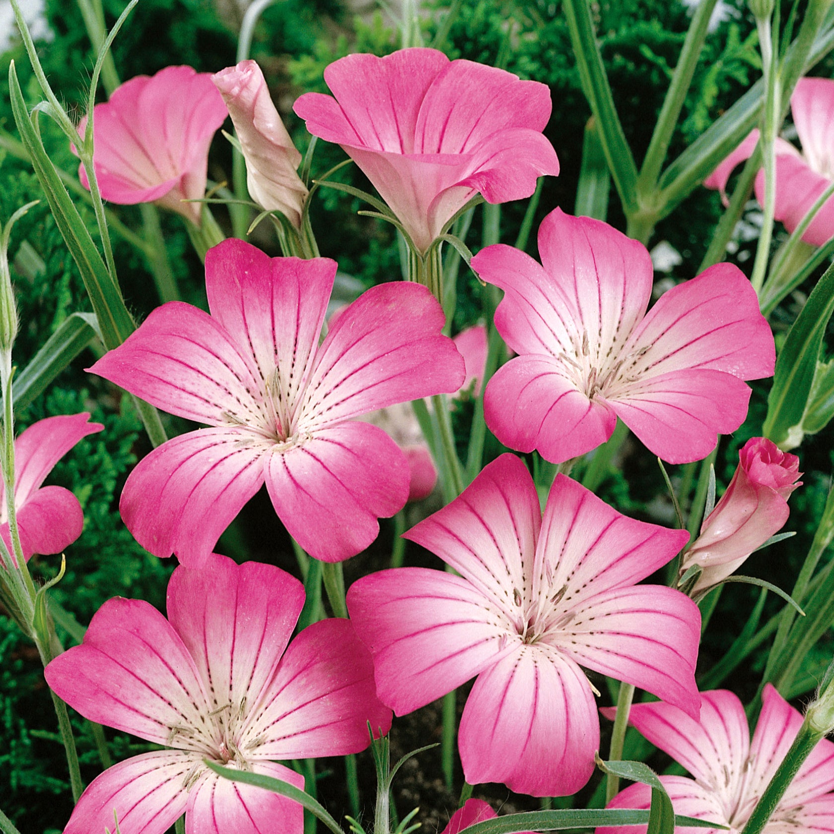 Wildflower Seeds 'Corn Cockle Agrostemma' | Marshalls Garden