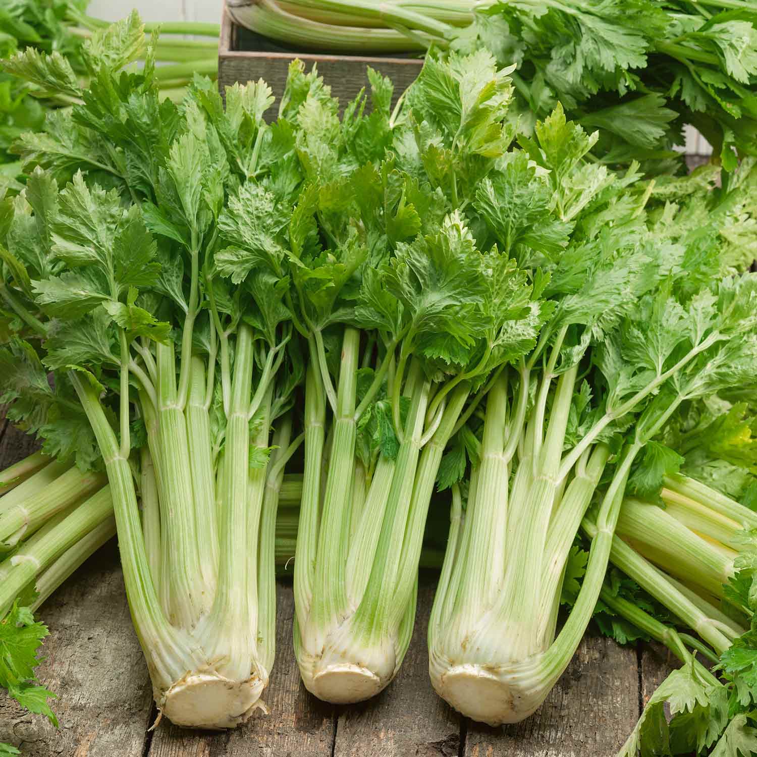 Celery Plant 'Loretta' | Marshalls Garden