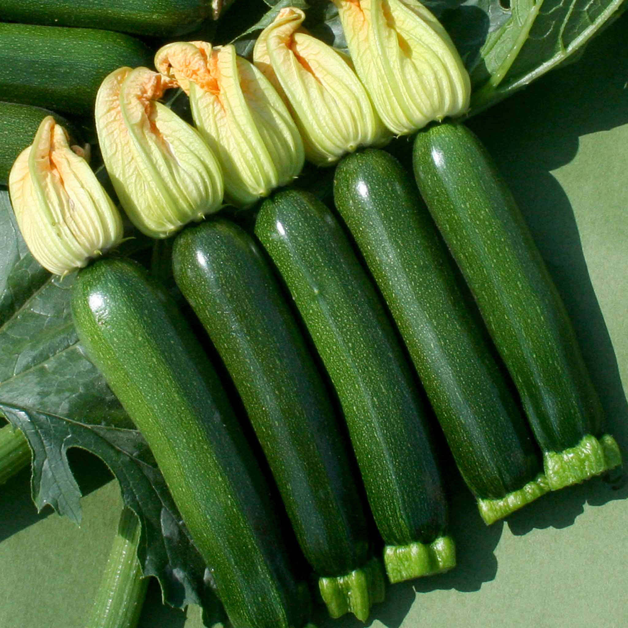 Courgette Plant 'Tuscany' | Marshalls Garden