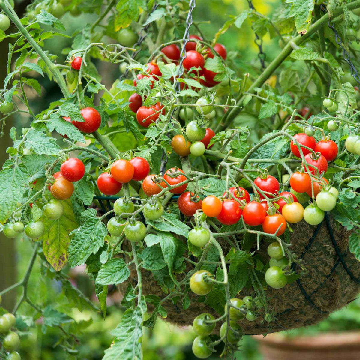 Tomato Hanging Basket Collection 6 Plugs - Mid Apr Despatch | Buy ...