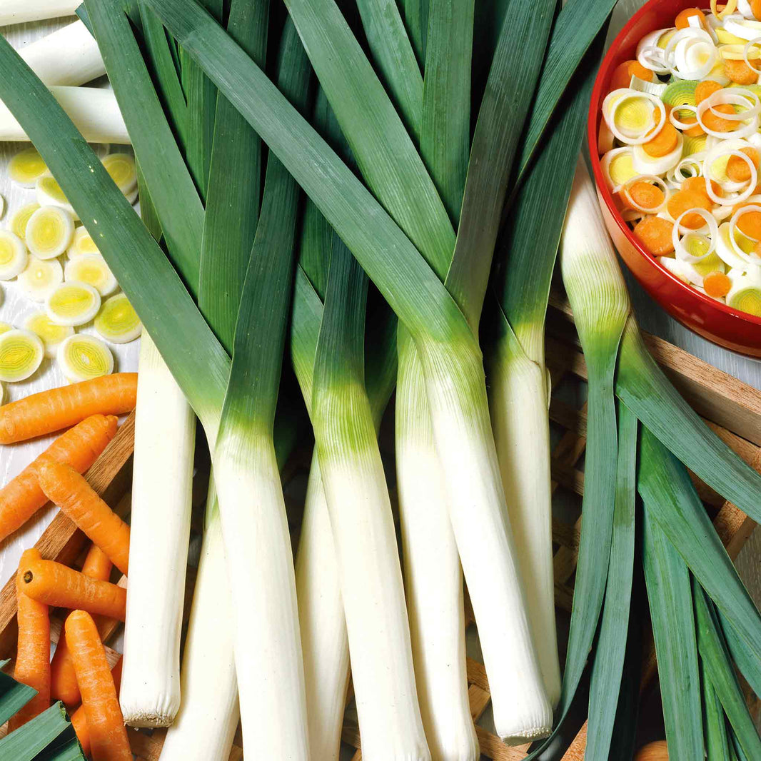 Leek Plants for Sale | Buy Leek Plants Online | Marshalls Garden
