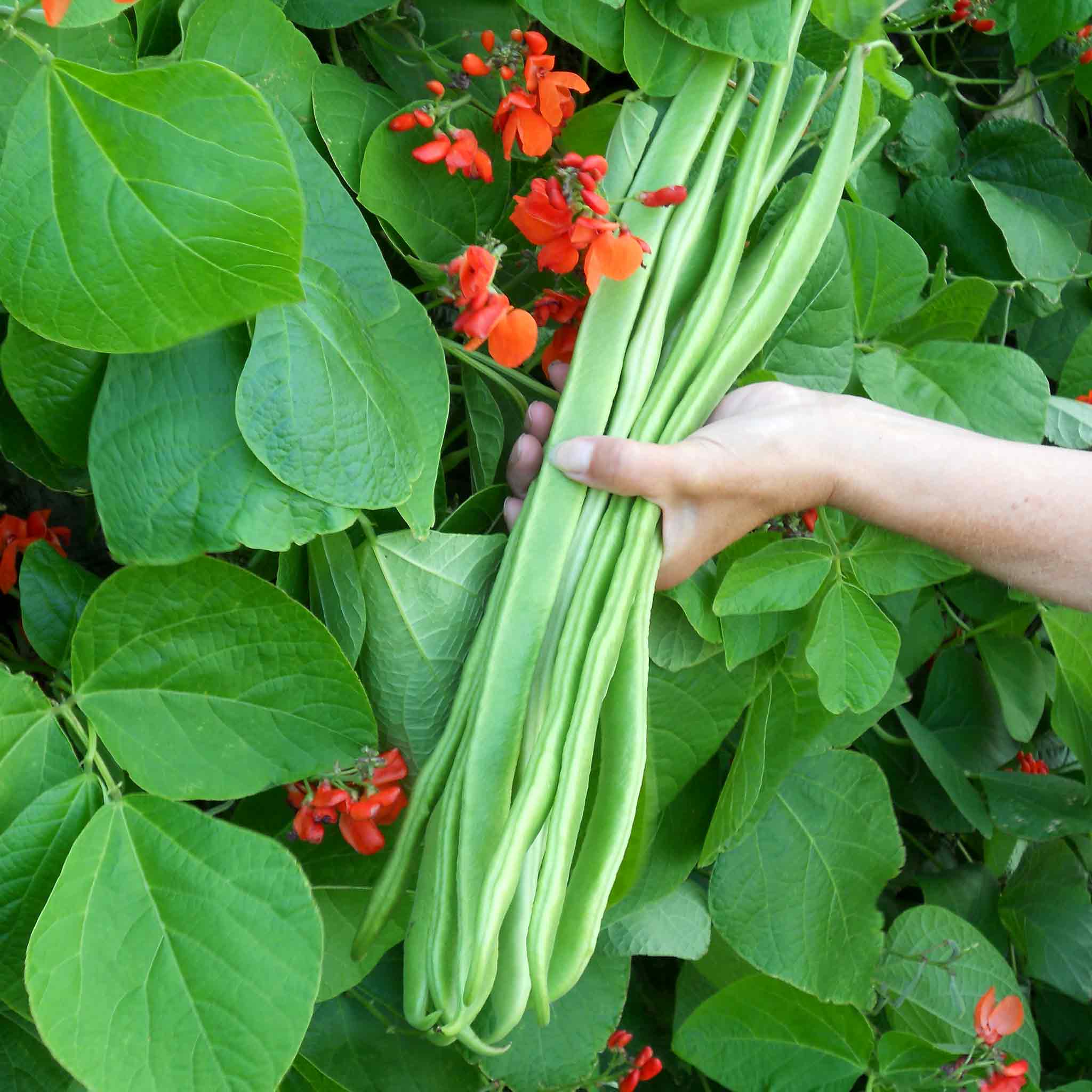 Runner Bean Plant 'Bench Master' | Marshalls Garden