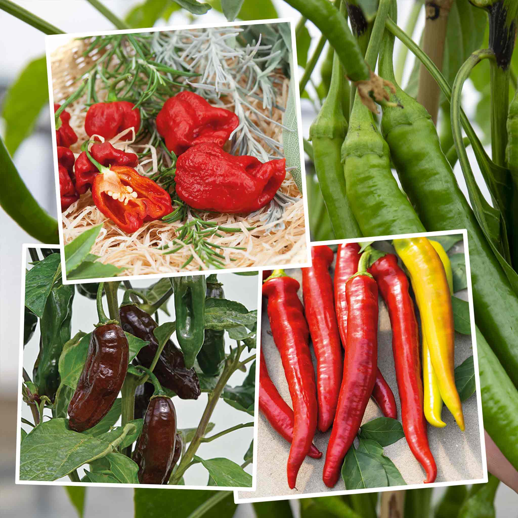 Chilli Flavour Collection 'Hot Mild Smoky' | Marshalls Garden