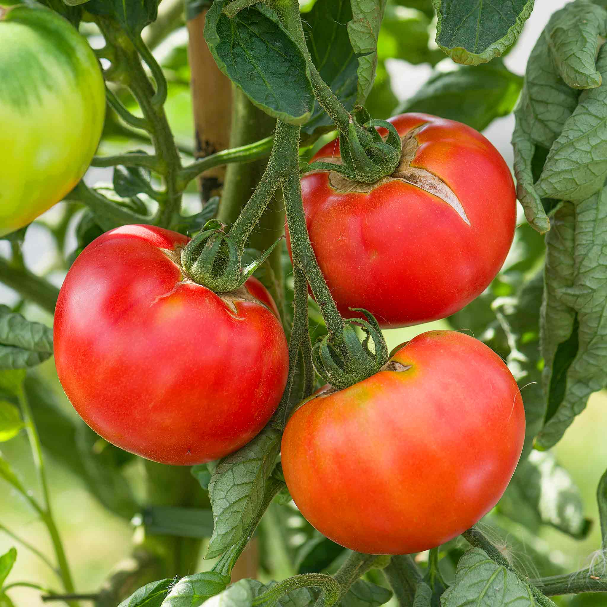 Cordon Tomato Plant 'Rose Crush' | Marshalls Garden