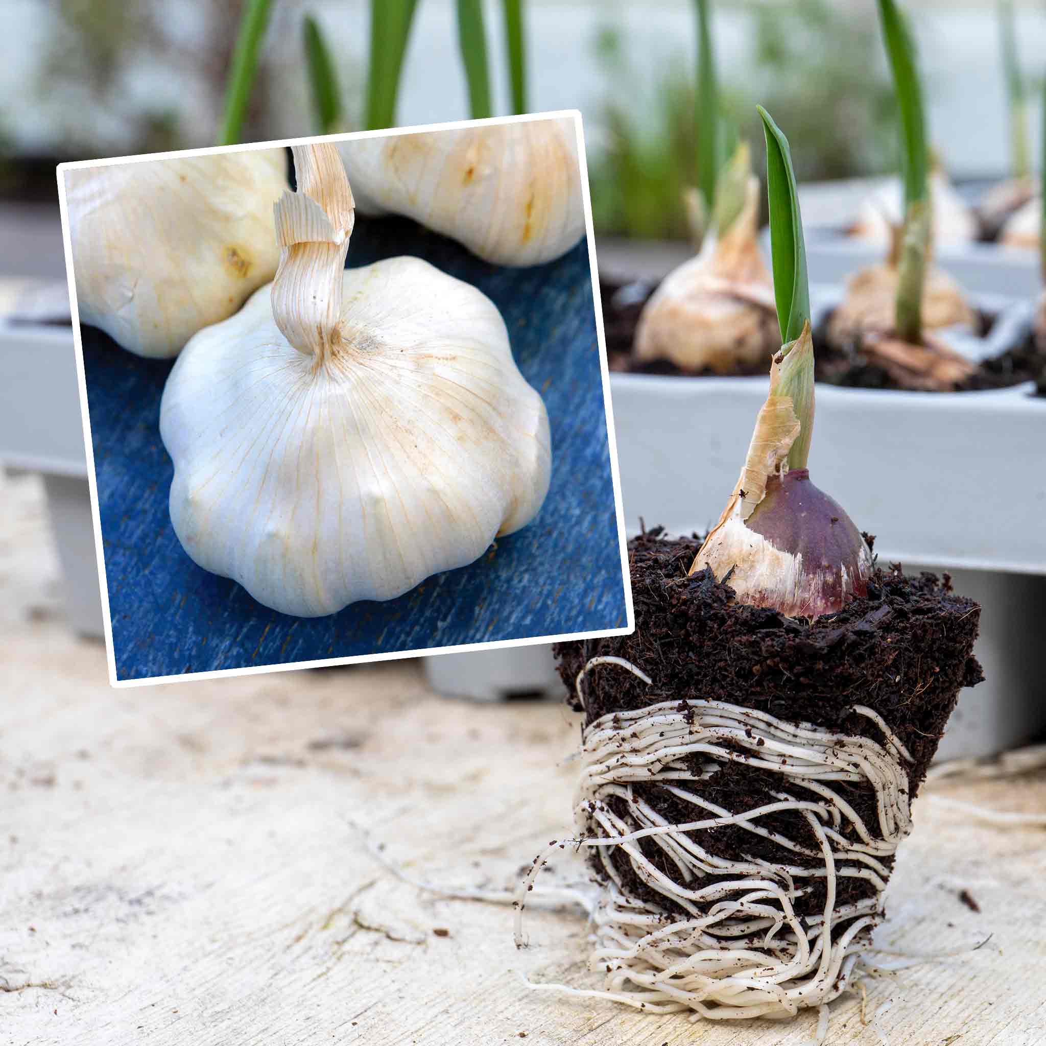 Pre-Rooted Garlic 'Provence Wight' | Marshalls Garden
