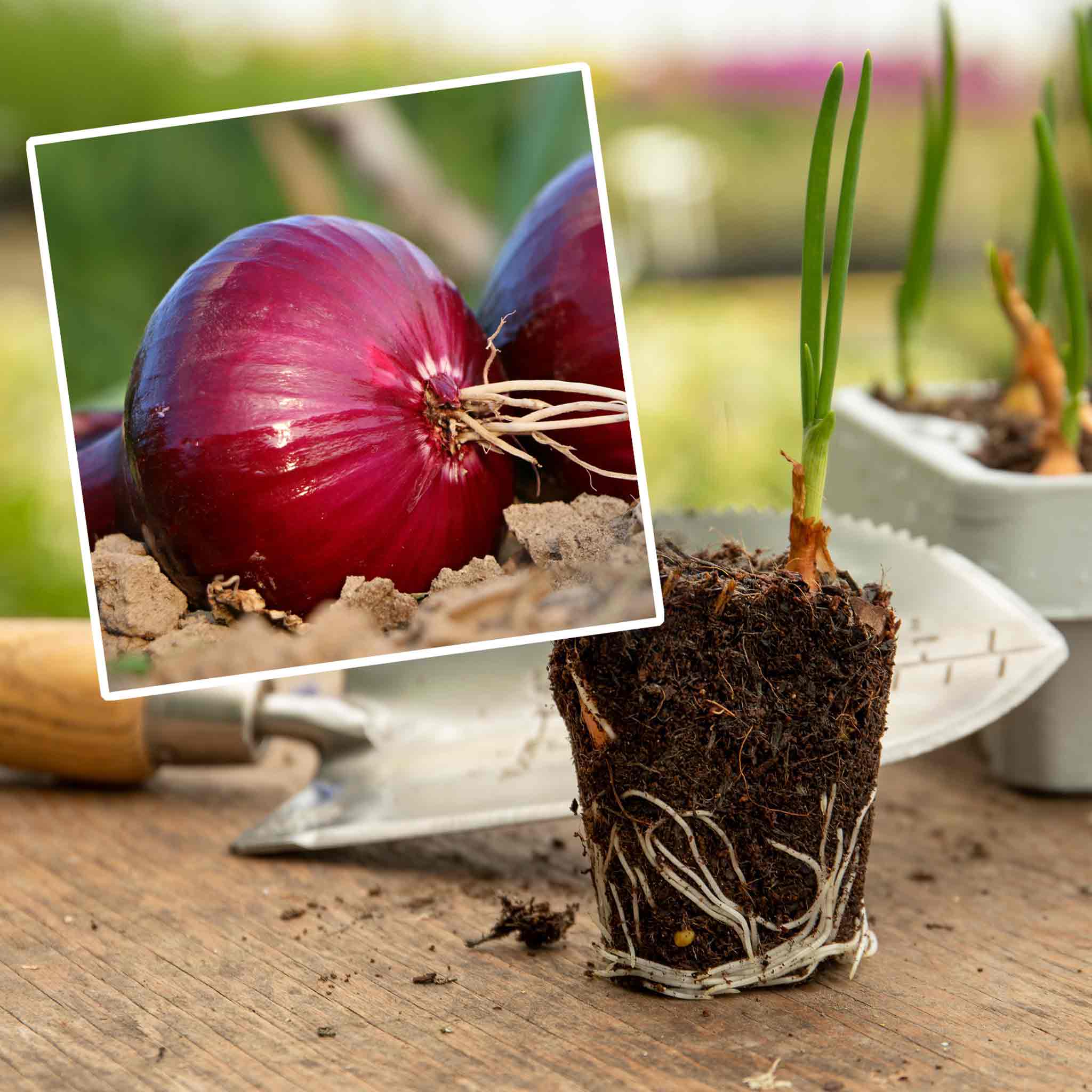 Pre-Rooted Onion 'Red Winter' | Marshalls Garden